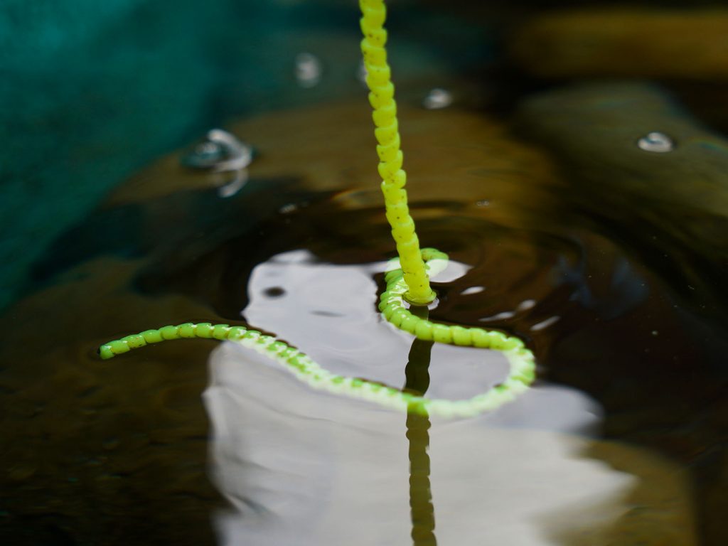 TM Spring Worm - Produkte - Trout Master