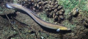 Trout Master - Forellenseen - Toniforelli’s Anglerparadies im Oldenburger