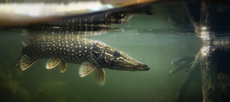 Trout Master - Forellenseen - Fischzucht Weller