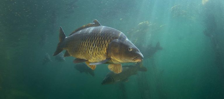 Trout Master - Forellenseen - Angel & Forellenteich Bargfeld-Stegen