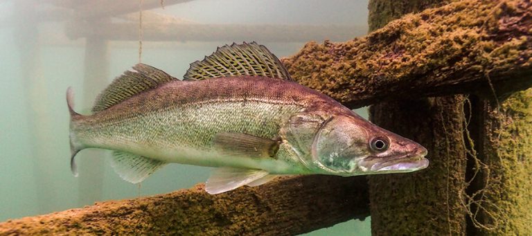 Trout Master - Forellenseen - Angel & Forellenteich Bargfeld-Stegen