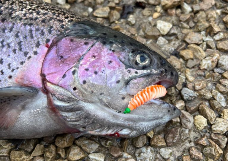 Master Worm - Produkte - Trout Master