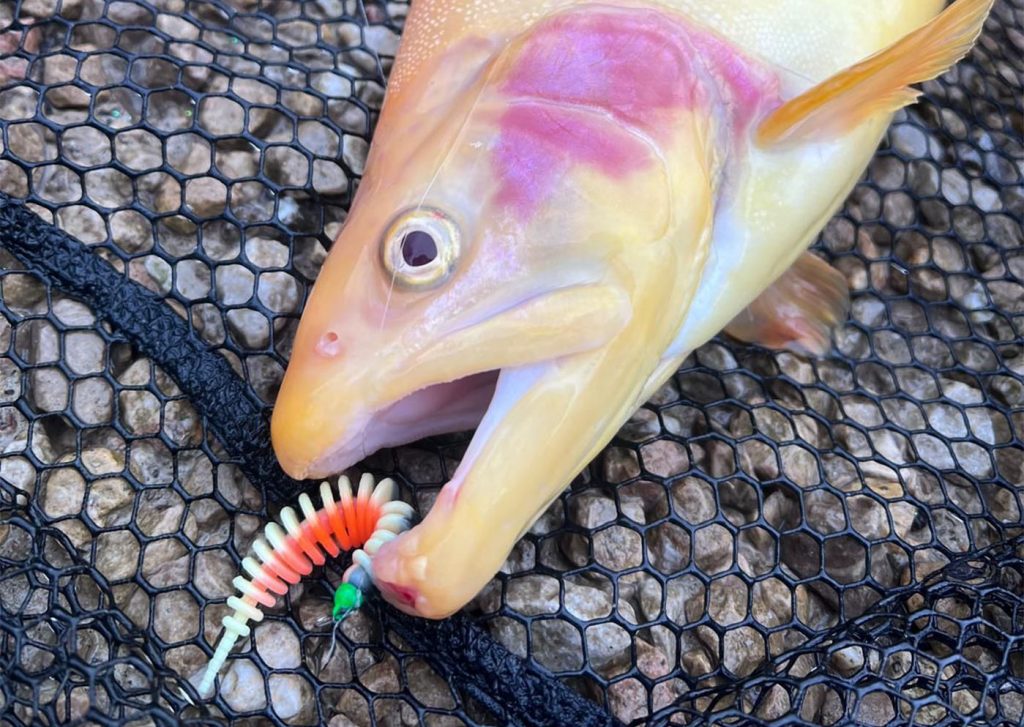 Master Worm - Produkte - Trout Master