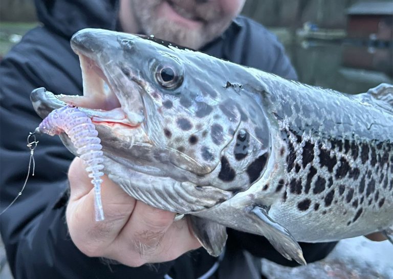 Master Worm - Produkte - Trout Master