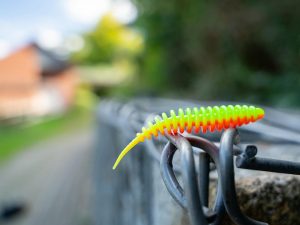 Master Worm - Produkte - Trout Master