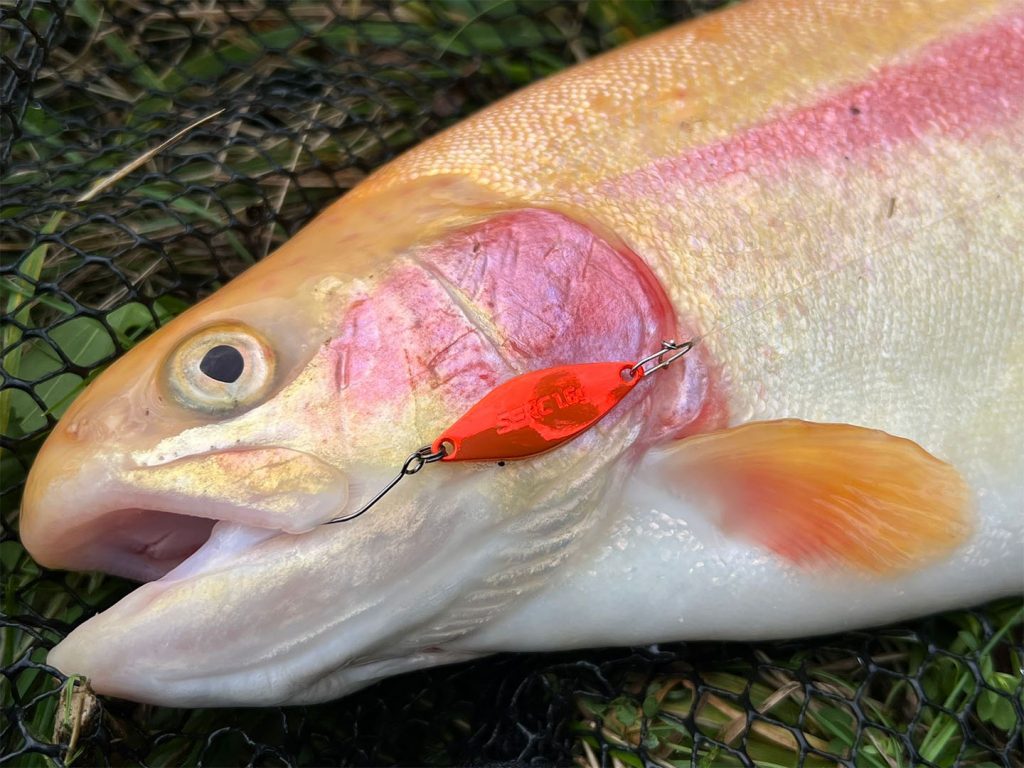 Serc Spoont - Produkte - Trout Master